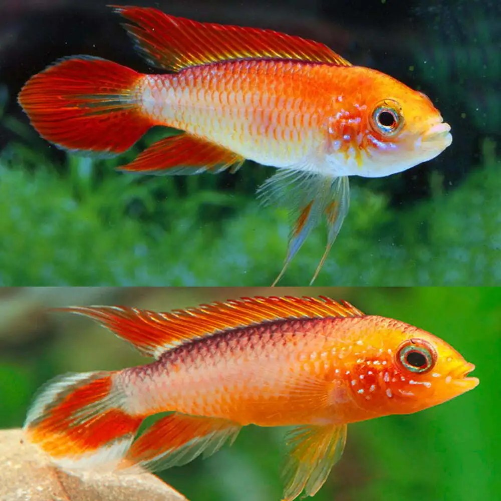 AQUARIUMSHOP Apistogramma agassizii fire red 3-4cm μόνο με 15.00