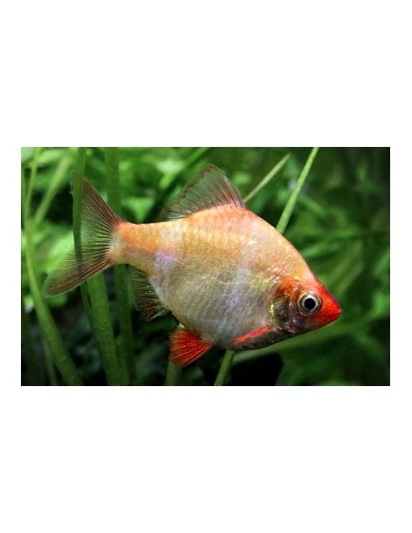 Barbus Tetrazona Albino