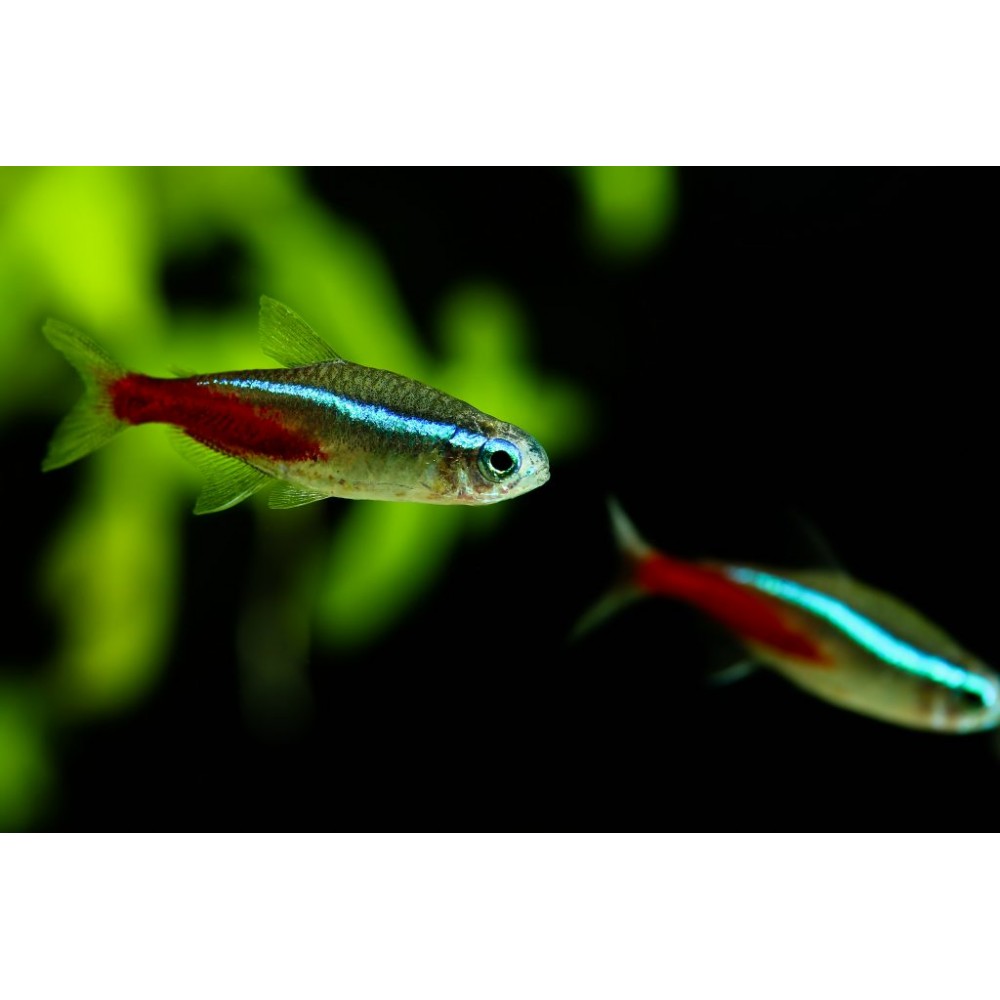 Neon Tetra L