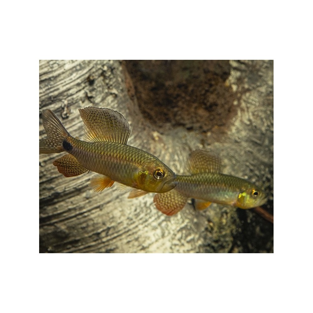 Sailfin Tetra L