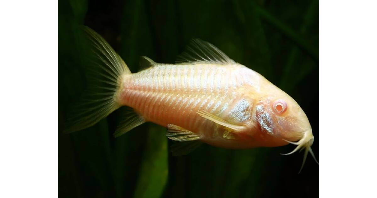 AQUARIUMSHOP Corydoras Albino μόνο με 4.30