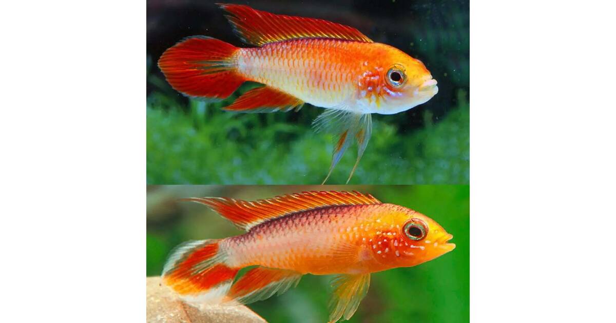 AQUARIUMSHOP Apistogramma agassizii fire red 3-4cm μόνο με 15.00