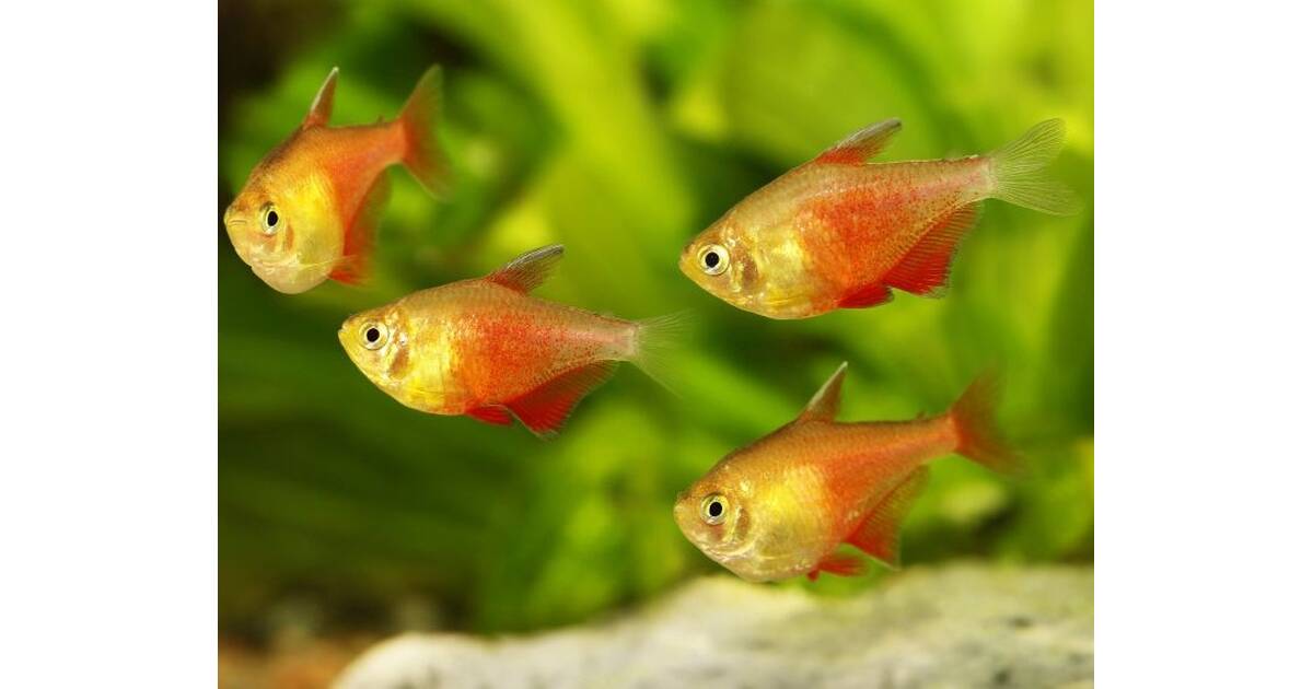 AQUARIUMSHOP Hyphessobrycon Flammeus Orange μόνο με 2.50
