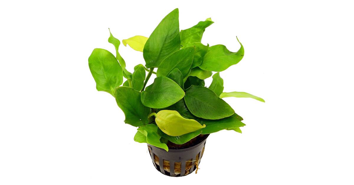 STOFFELS Stoffels Anubias barteri var. nana 'Golden' μόνο με 8.00