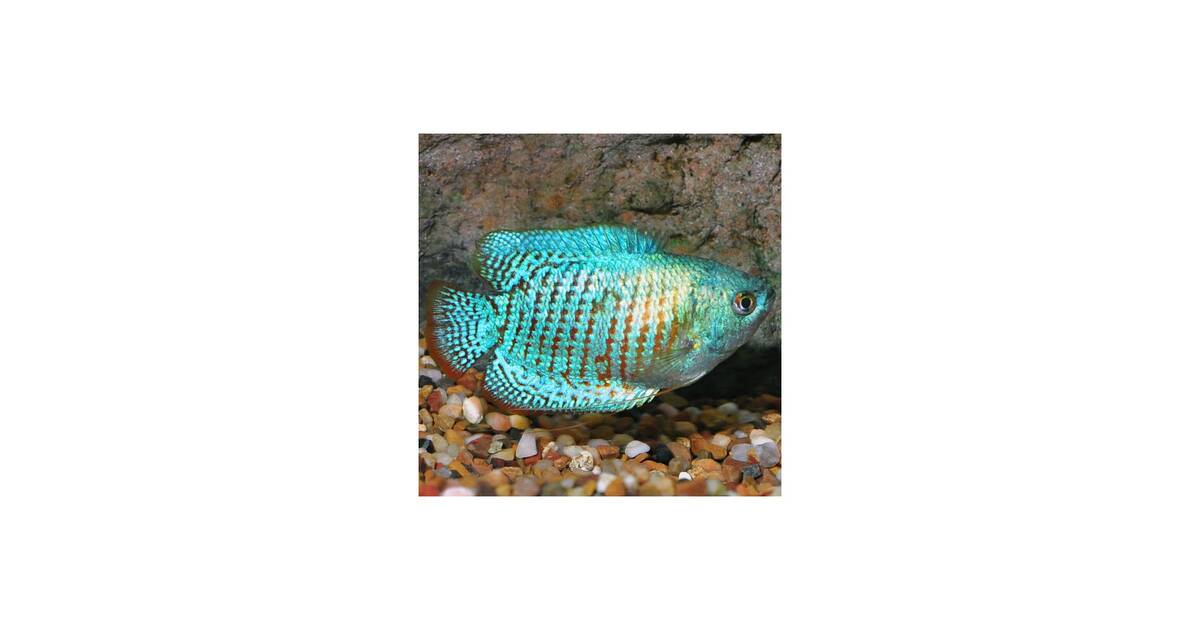 Gourami Cobalt Blue Dwarf (M/F)