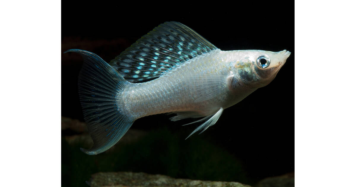 AQUARIUMSHOP Molly Silver μόνο με 2.50