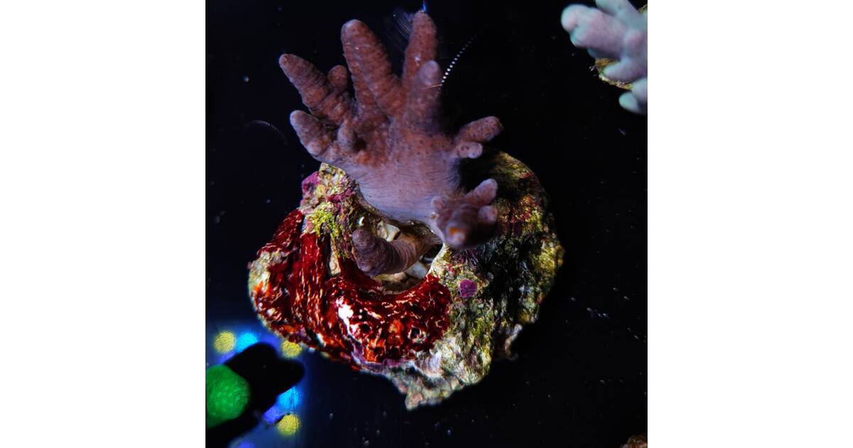 AQUARIUMSHOP Sinularia Spp. 1 μόνο με 48.00