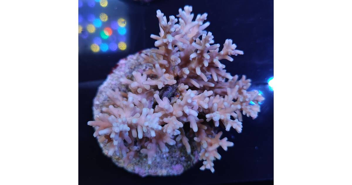 AQUARIUMSHOP Acropora sp 48 μόνο με 68.00