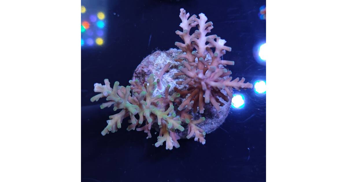 AQUARIUMSHOP Acropora sp 50 μόνο με 68.00