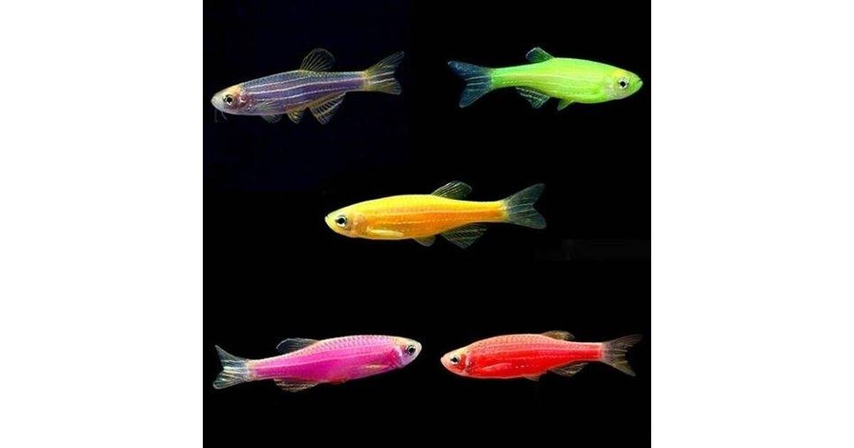 AQUARIUMSHOP Zebra Danio Neon Colour M μόνο με 3.00
